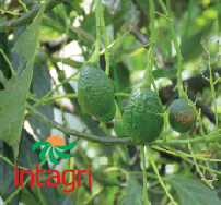 La Poda en el Cultivo de Aguacate | Intagri S.C.